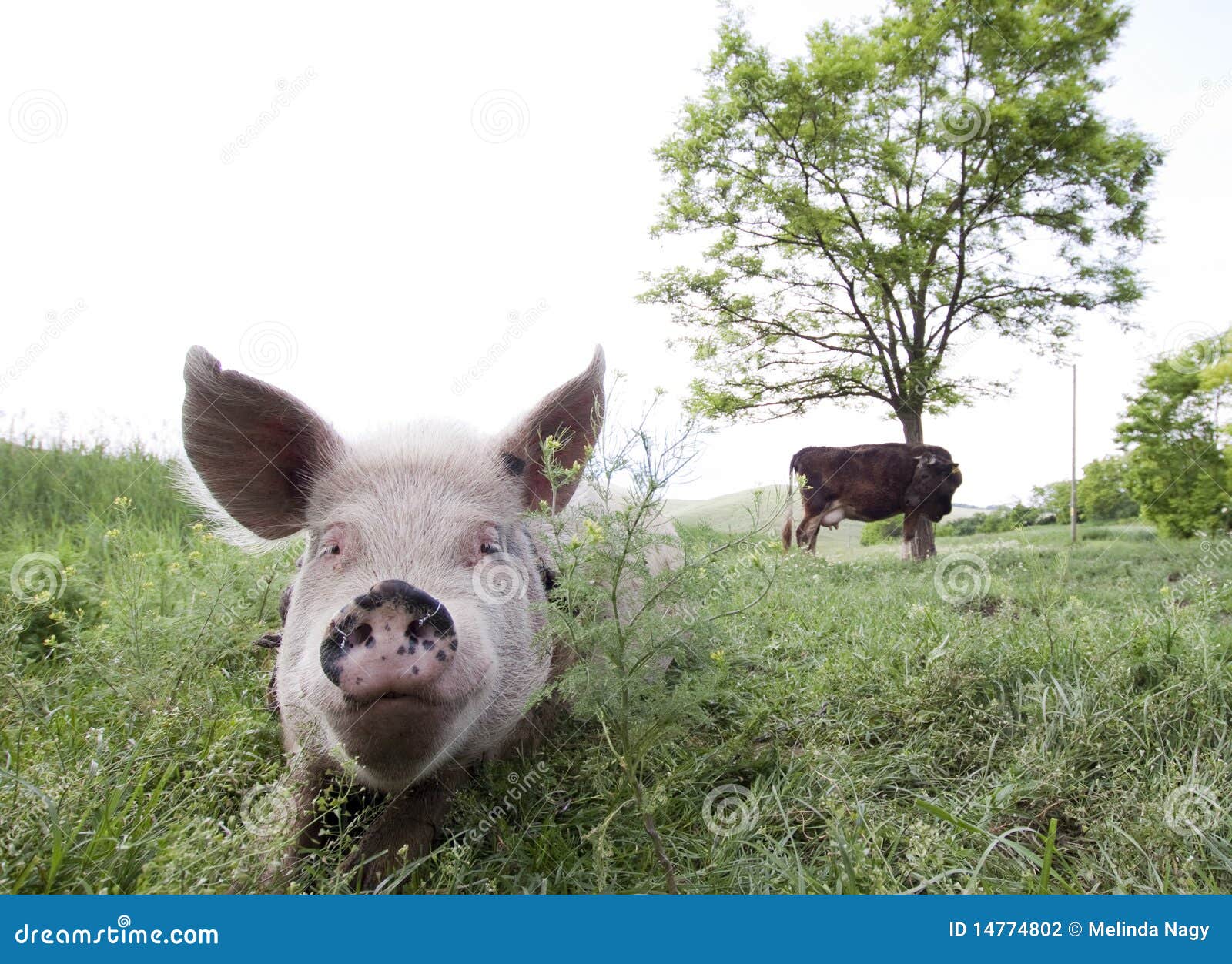 Pig and cow stock photo. Image of pink, farm, pigsty - 14774802