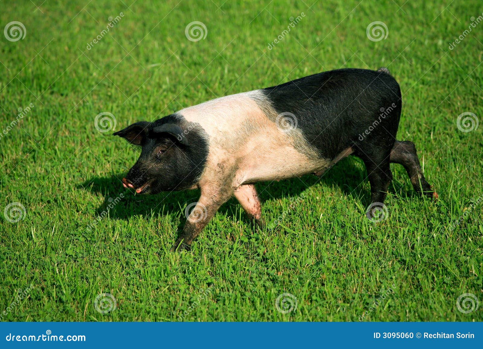 Pig cub stock photo. Image of grass, shadow, animals, horn - 3095060
