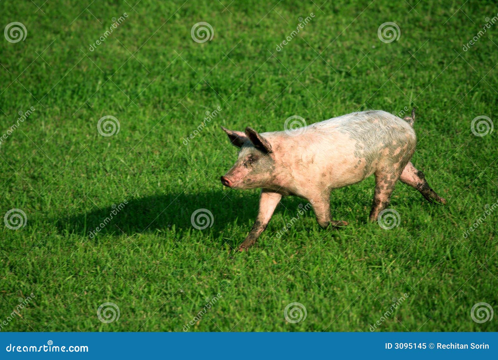 Pig cub stock image. Image of spot, spotted, feed, spots - 3095145