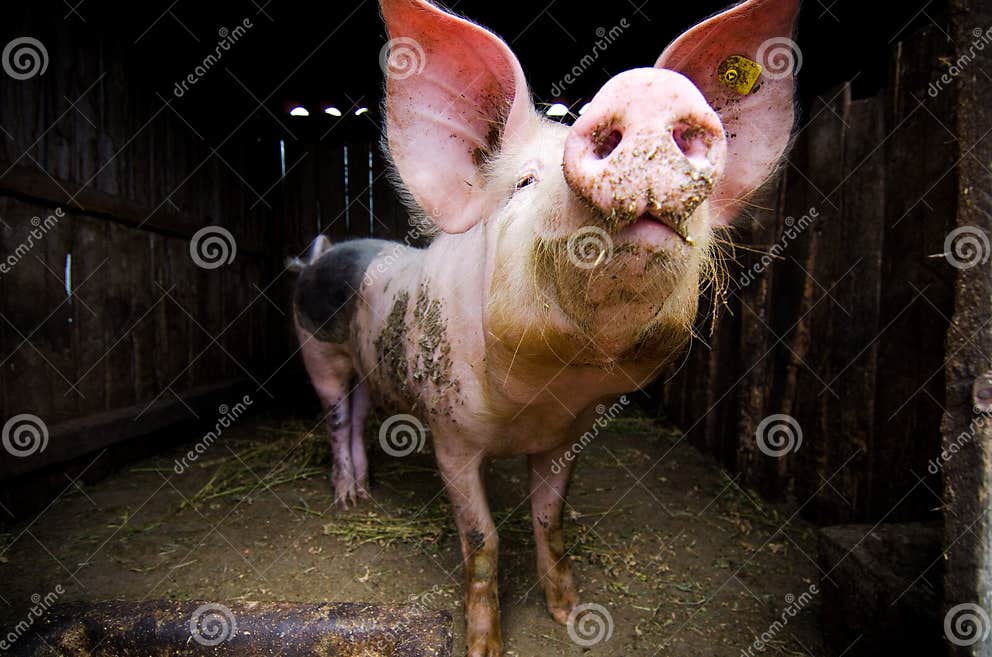 Pig stock photo. Image of organic, swine, domestic, oink - 32460028
