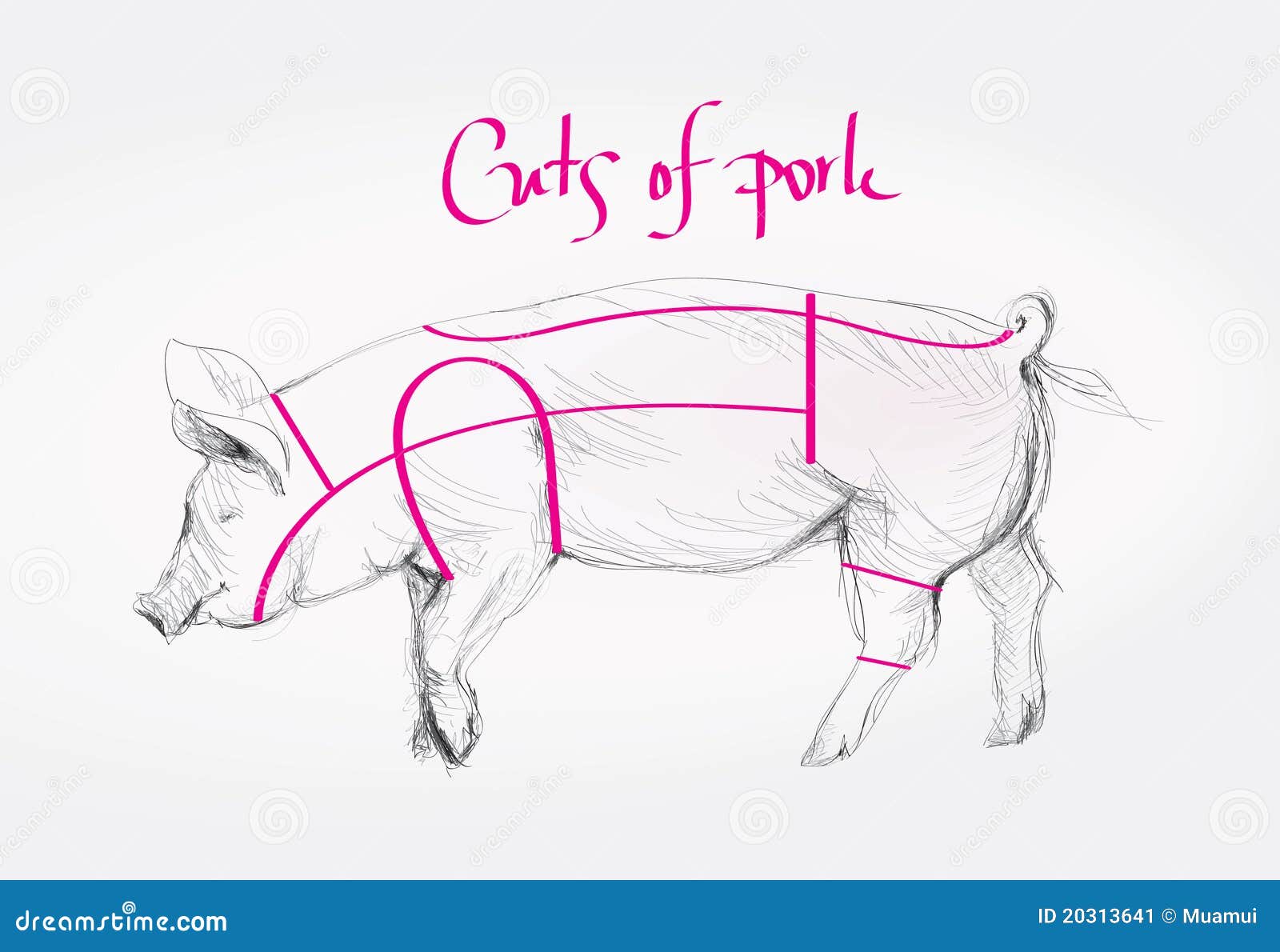 PIG / Cuts of pork stock vector. Illustration of meal - 20313641