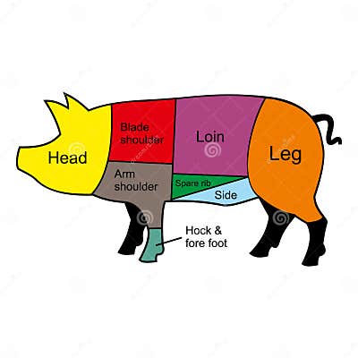 Pig cutting chart stock vector. Illustration of pork - 17935243