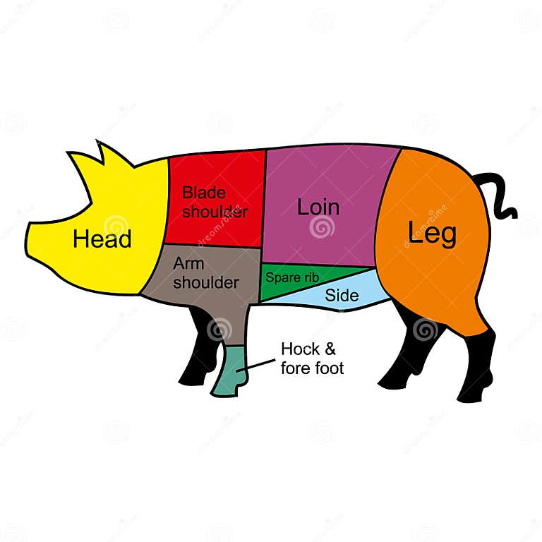 Pig cutting chart stock vector. Illustration of pork - 17935243