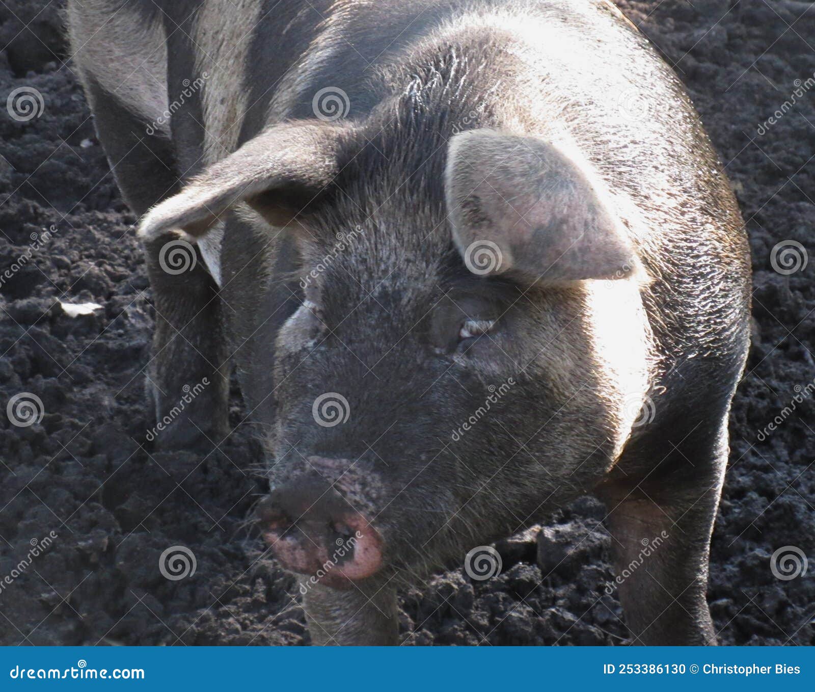 Pig with Dirt on Its Face with Floppy Ears Stock Photo - Image of ...