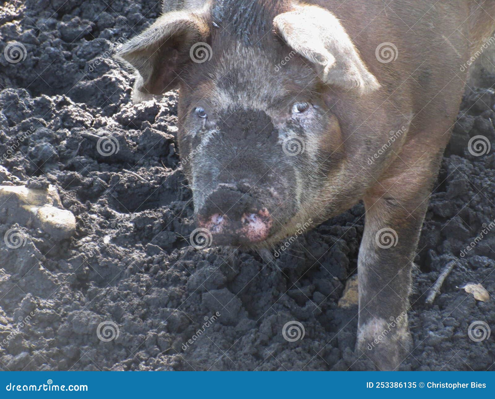Pig with Dirt on Its Face Looking Directly at the Camera Stock Image ...