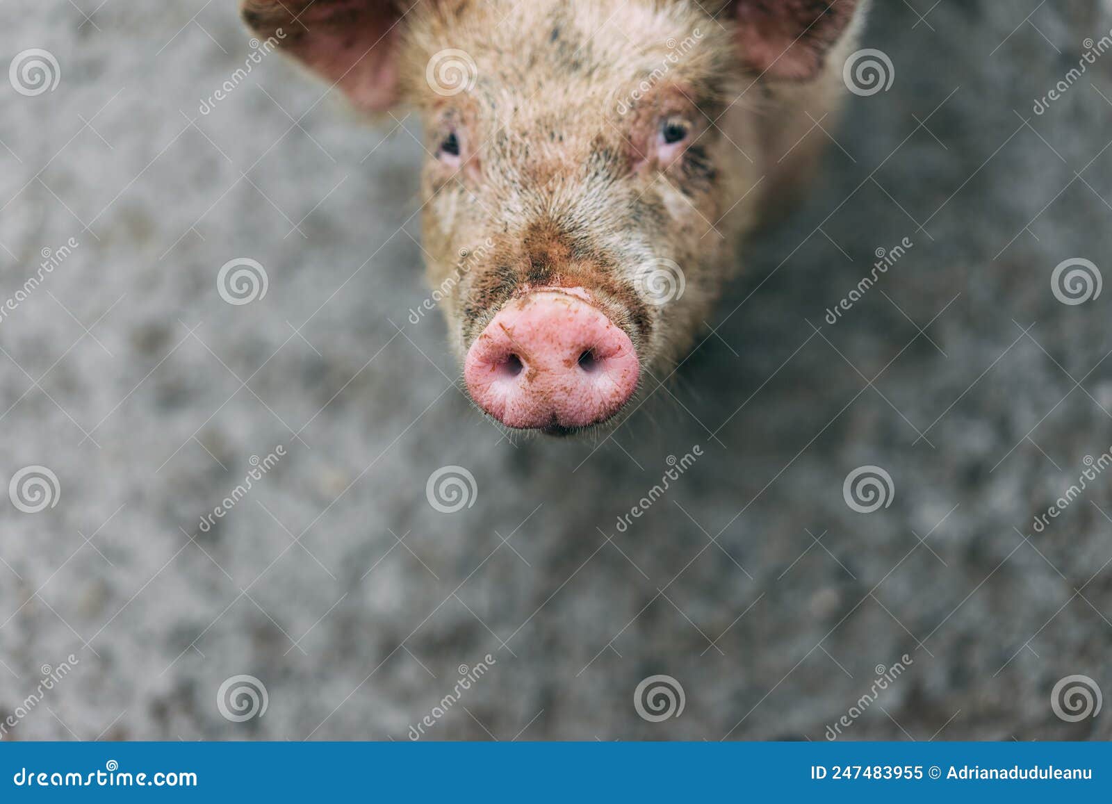 Pig looking at camera stock image. Image of dirty, agriculture - 247483955