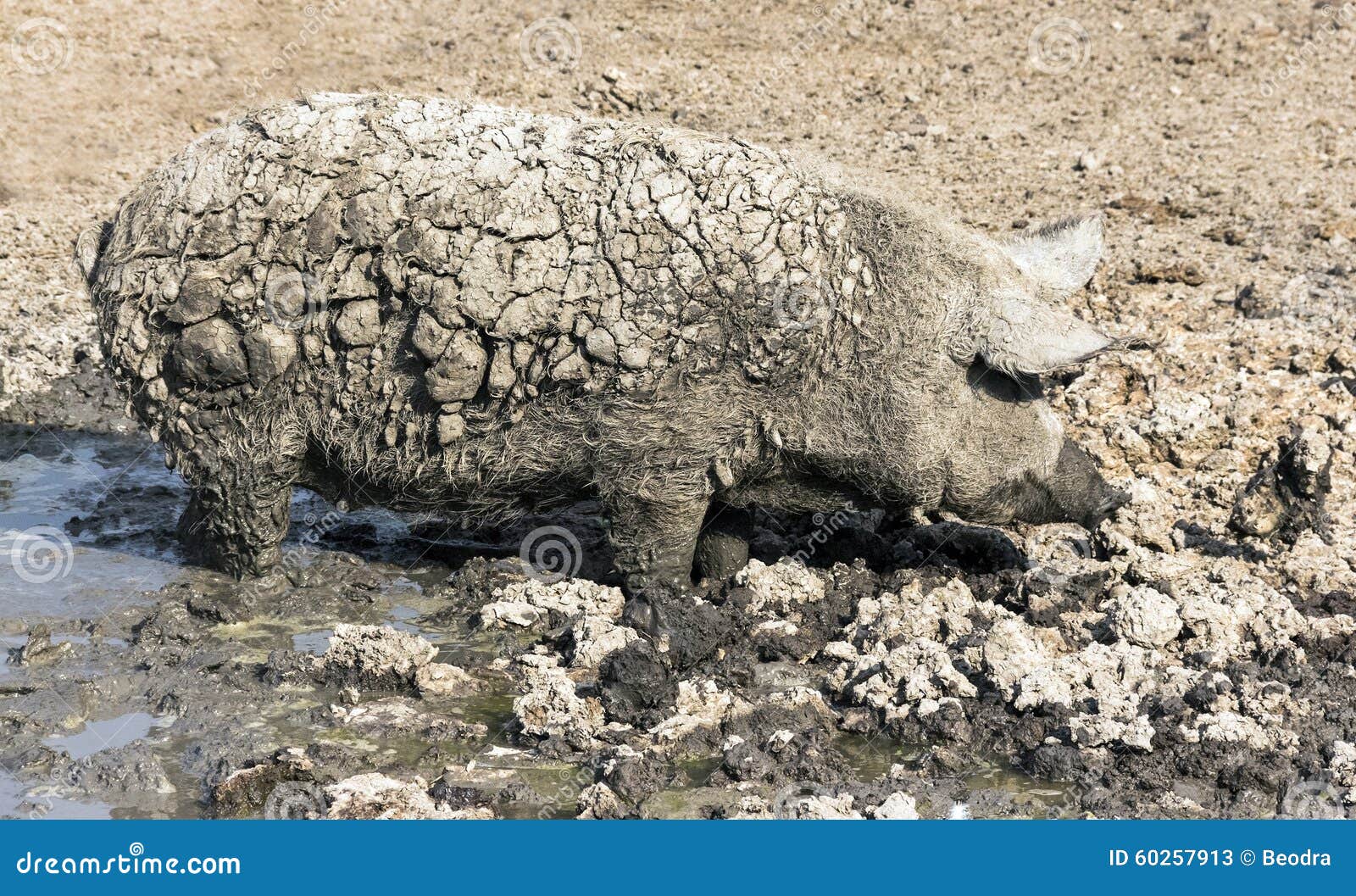 Pig dirty from mud stock image. Image of field, close - 60257913