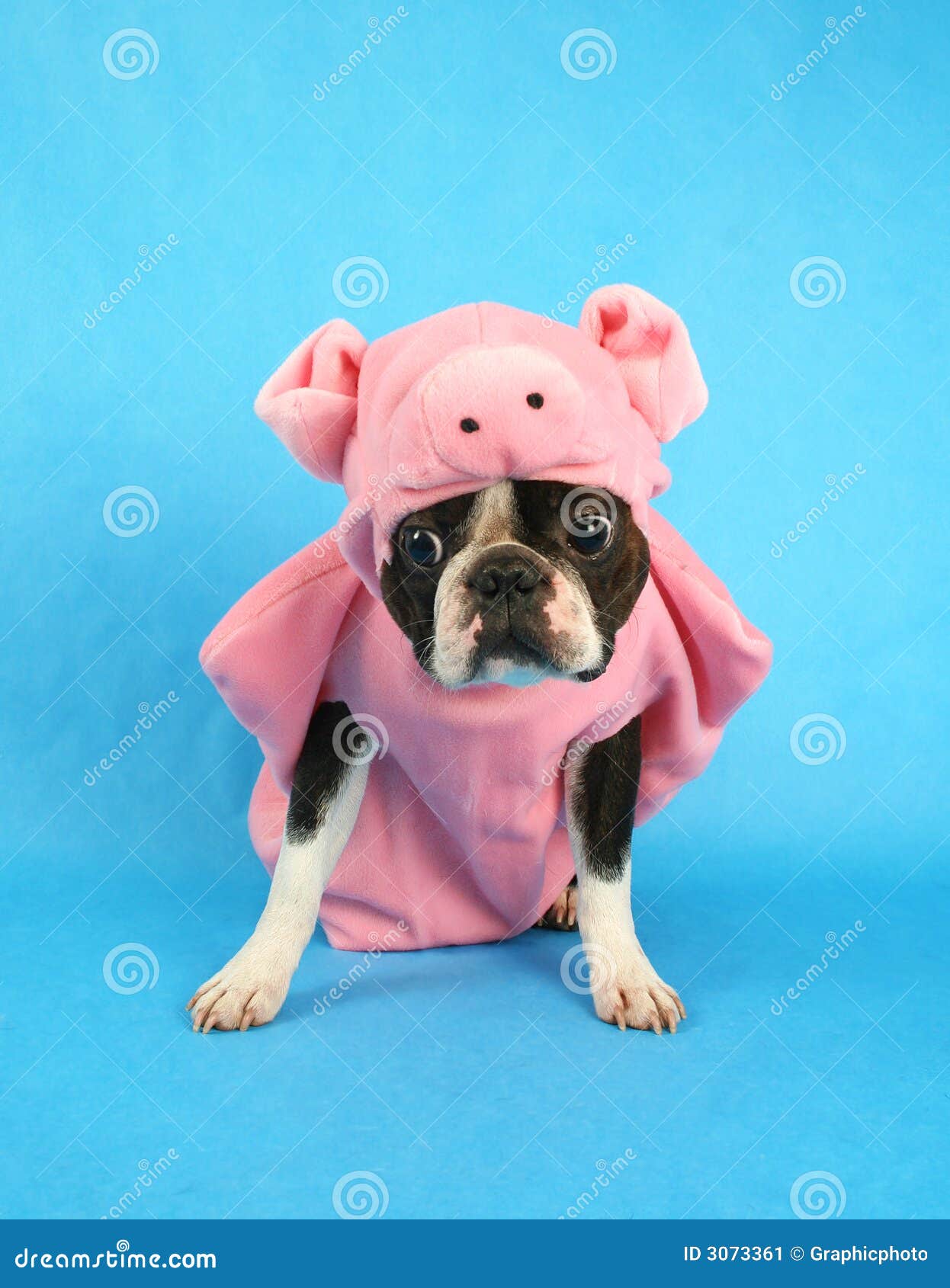 Pig Dog Royalty-Free Stock Photography | CartoonDealer.com #3073361