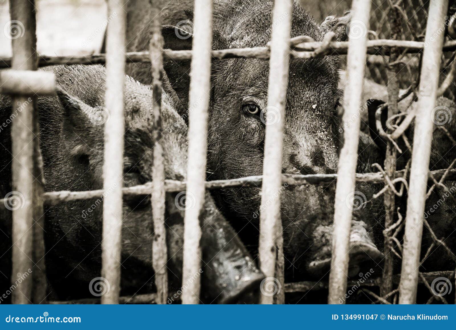 Pig with dramatic tone stock image. Image of agriculture - 134991047