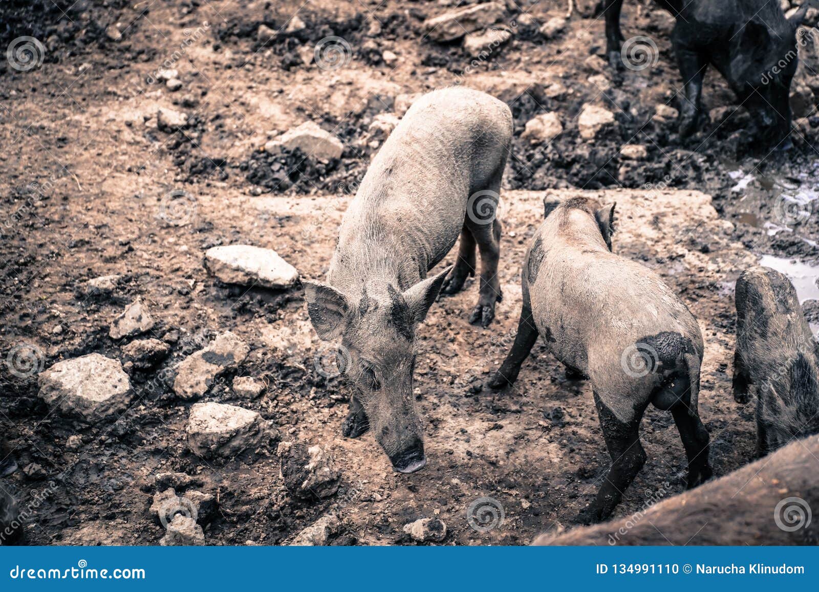Pig with dramatic tone stock photo. Image of dirty, vegetable - 134991110