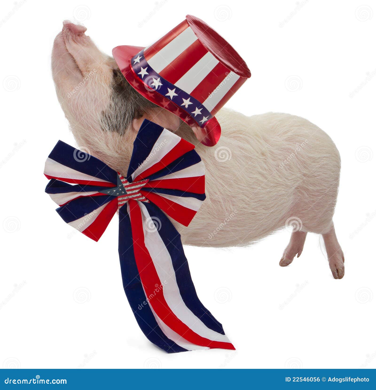 Pig Dressed for Fourth of July Stock Photo - Image of farm, stripes ...