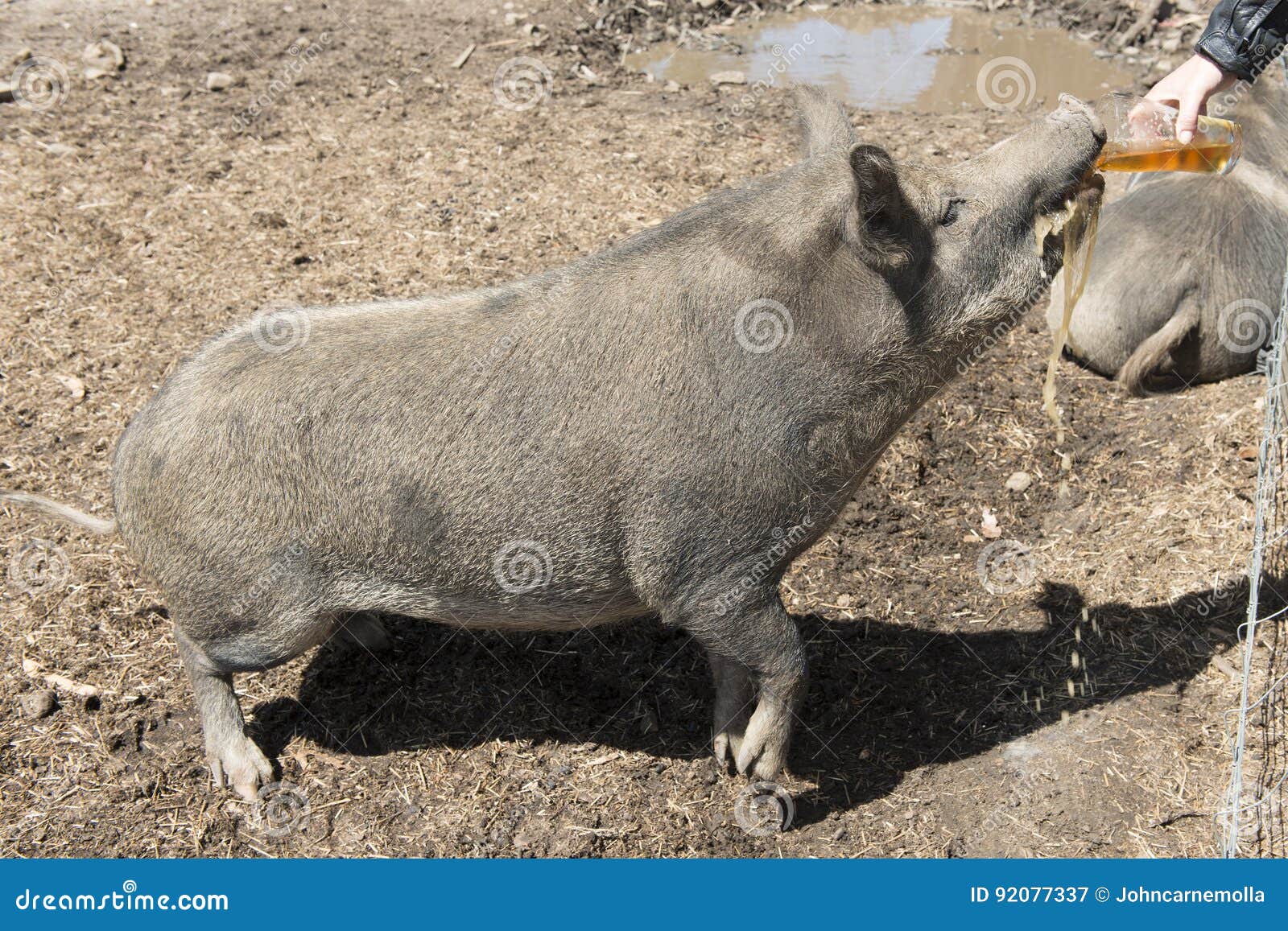 Pig drinking beer stock image. Image of australia, farm - 92077337