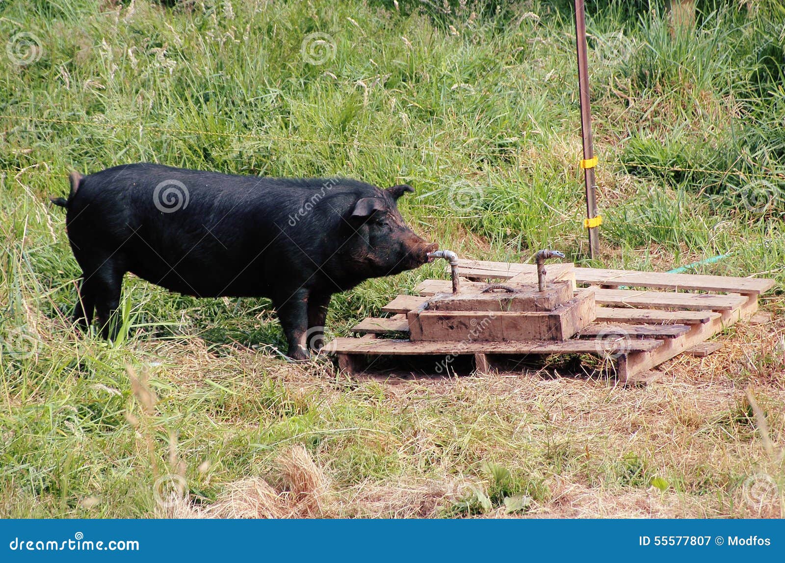 Pig Drinking from Tap stock image. Image of pasture, swine - 55577807
