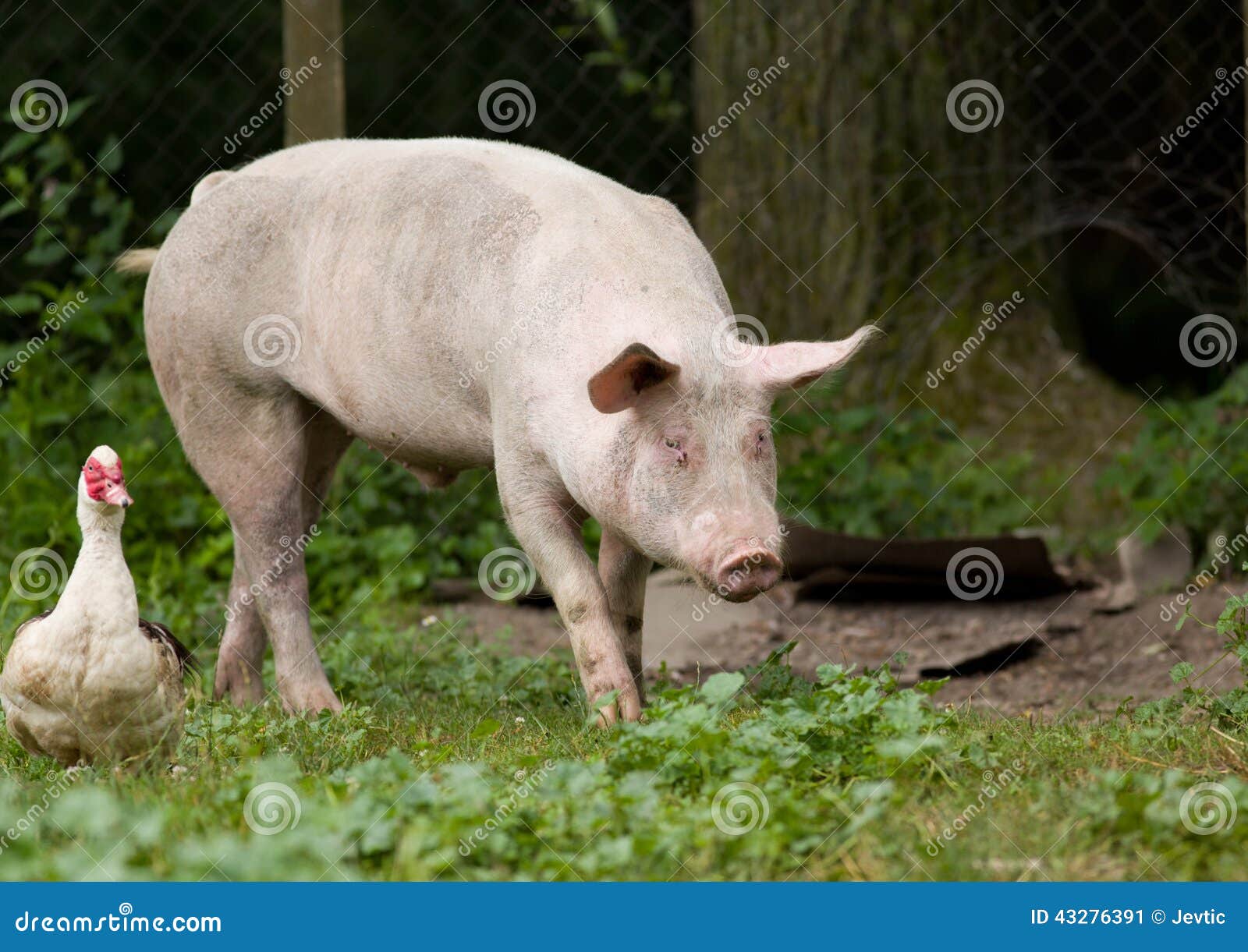 Pig and duck on farm stock image. Image of adult, grass - 43276391