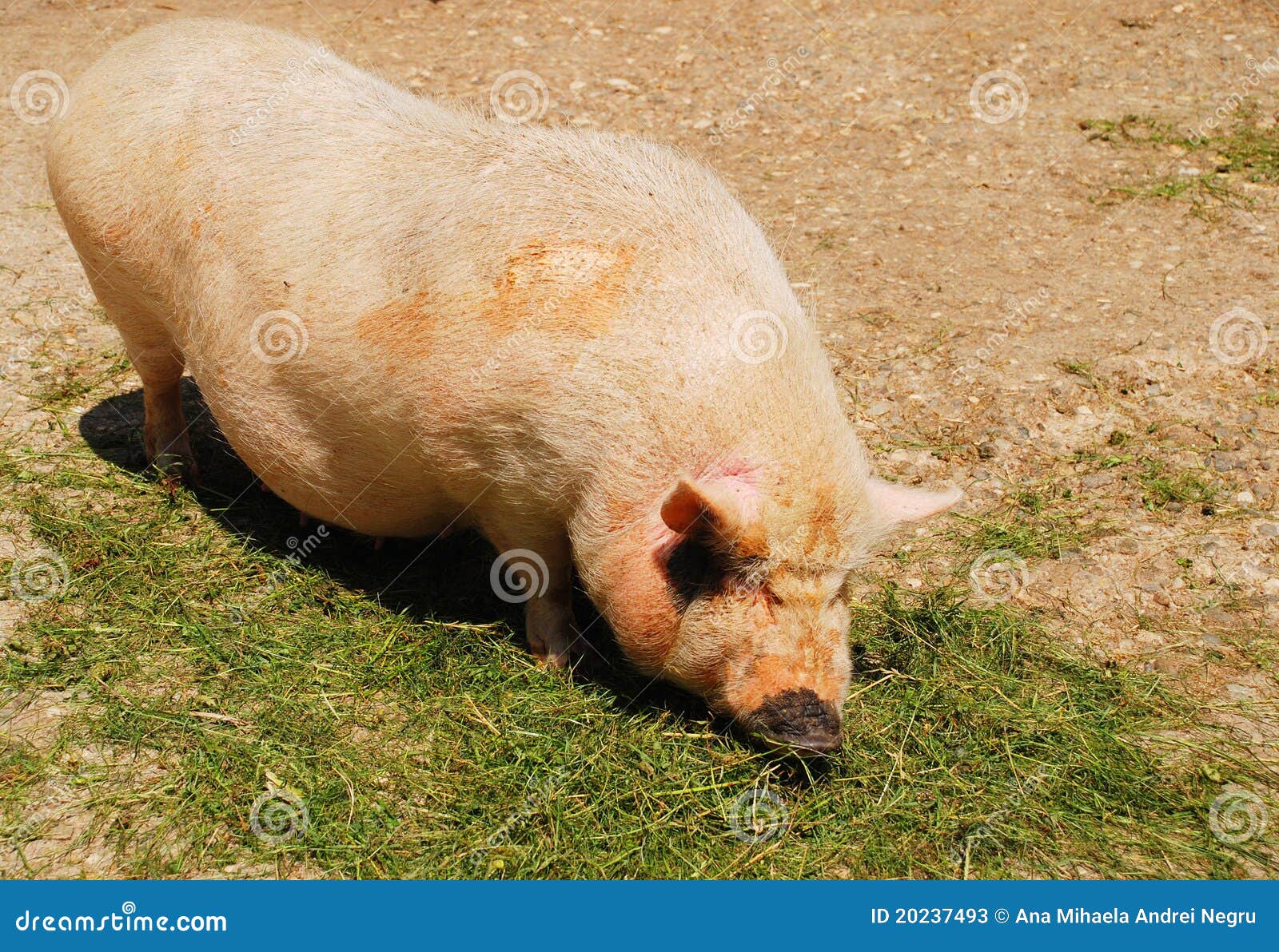 Pig eating stock image. Image of jump, animal, outside - 20237493