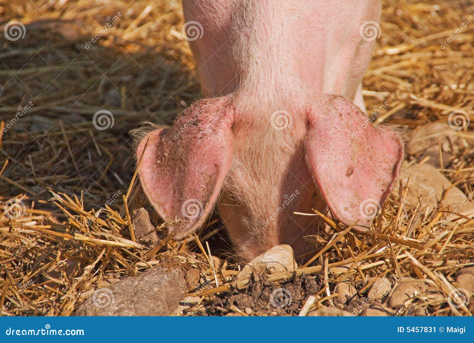 Pig eating stock image. Image of farm, burrow, sniff, domestic - 5457831