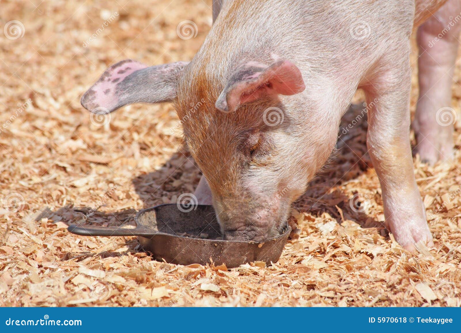 Pig eating stock photo. Image of agriculture, porker, animal - 5970618