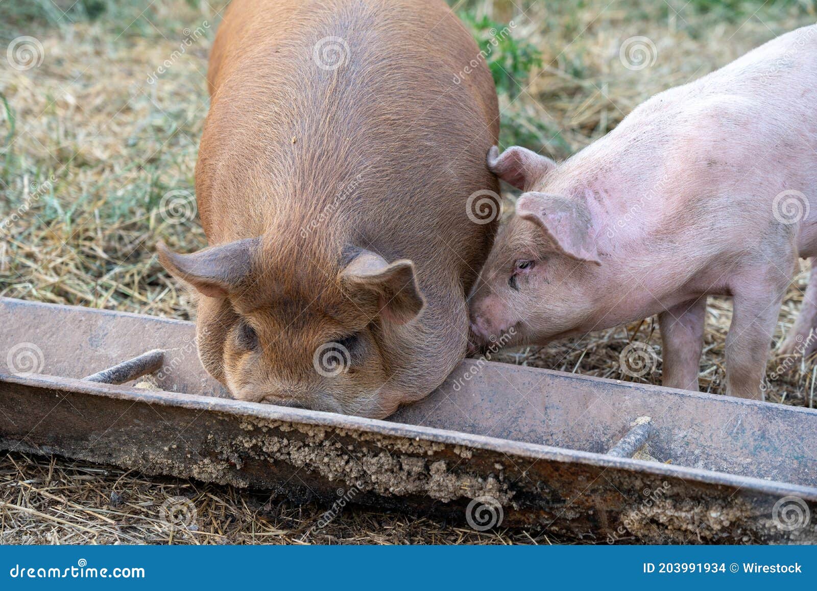 Pig Eating Out of a Trough in the Pasture Stock Photo - Image of ...