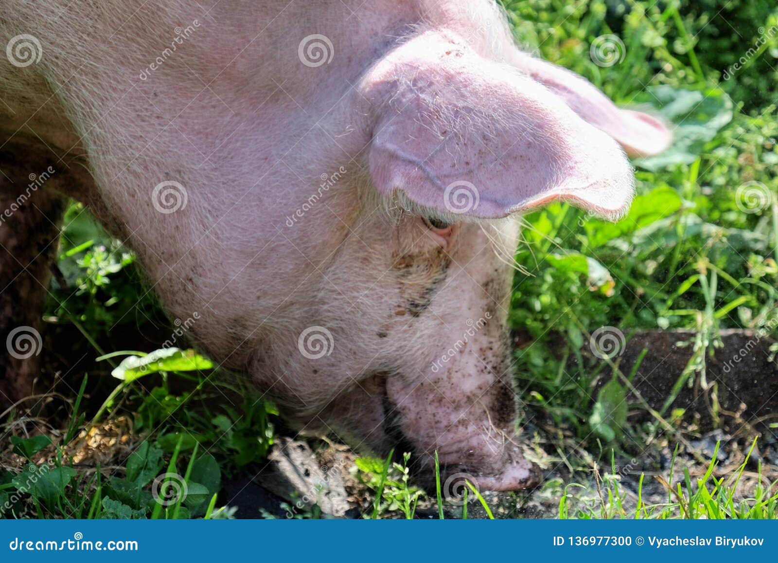 Pig eating something stock photo. Image of farm, food - 136977300