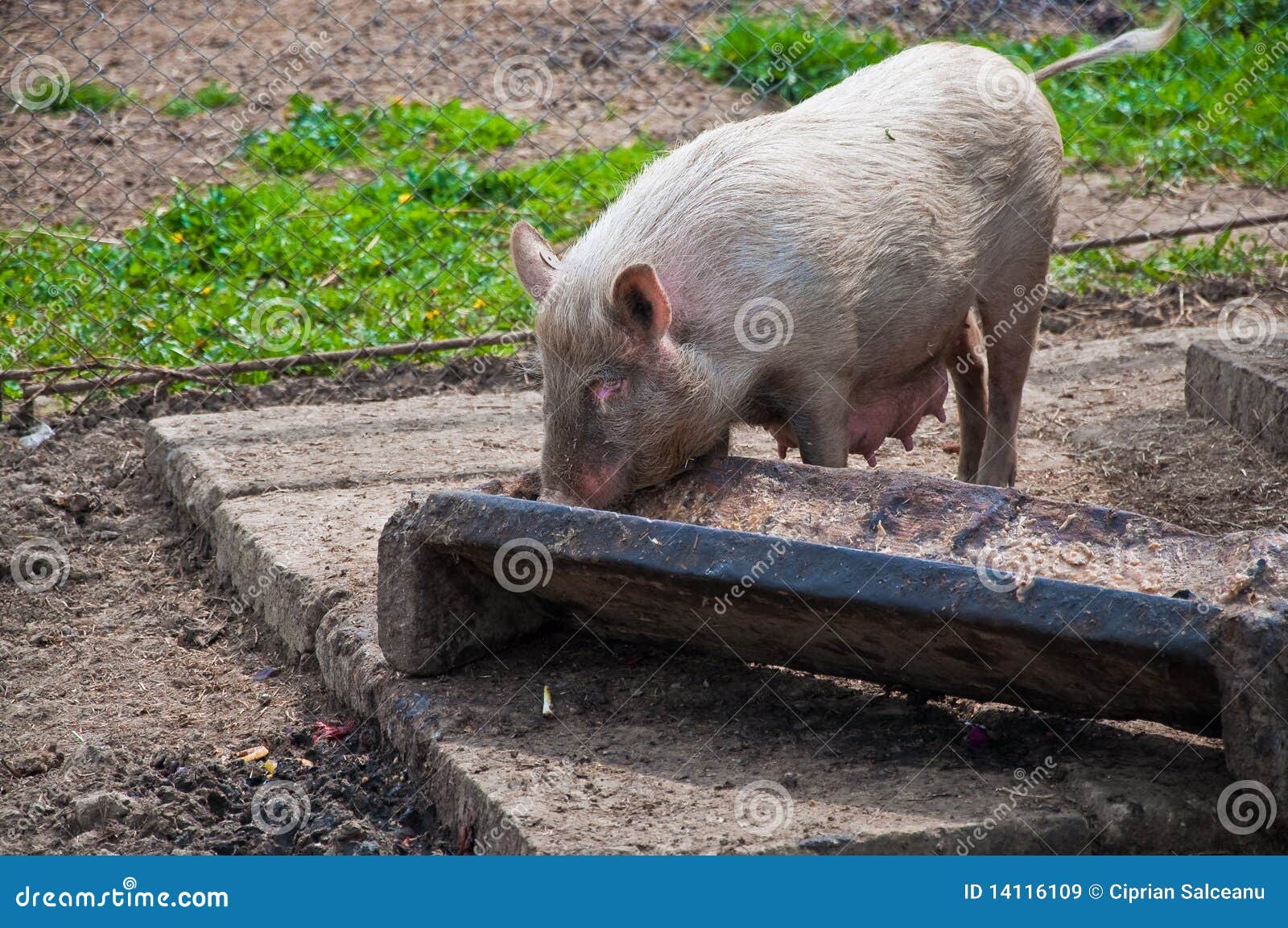 Pig eating from trough stock image. Image of container - 14116109