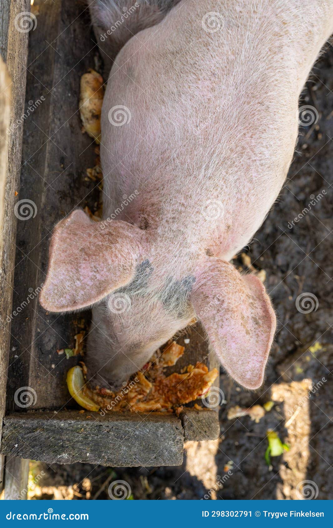 Pig eating from a trough.. stock image. Image of house - 298302791
