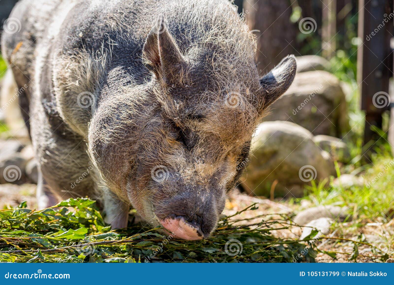 Pig eats green branches stock image. Image of food, nature - 105131799