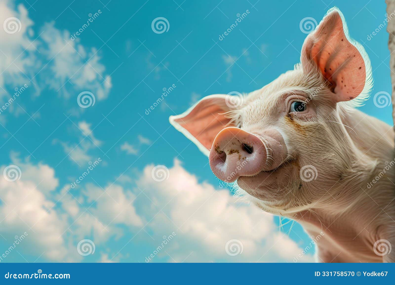 A Pig Emerges from Behind the Wall a Corner with a Blue Sky Background ...