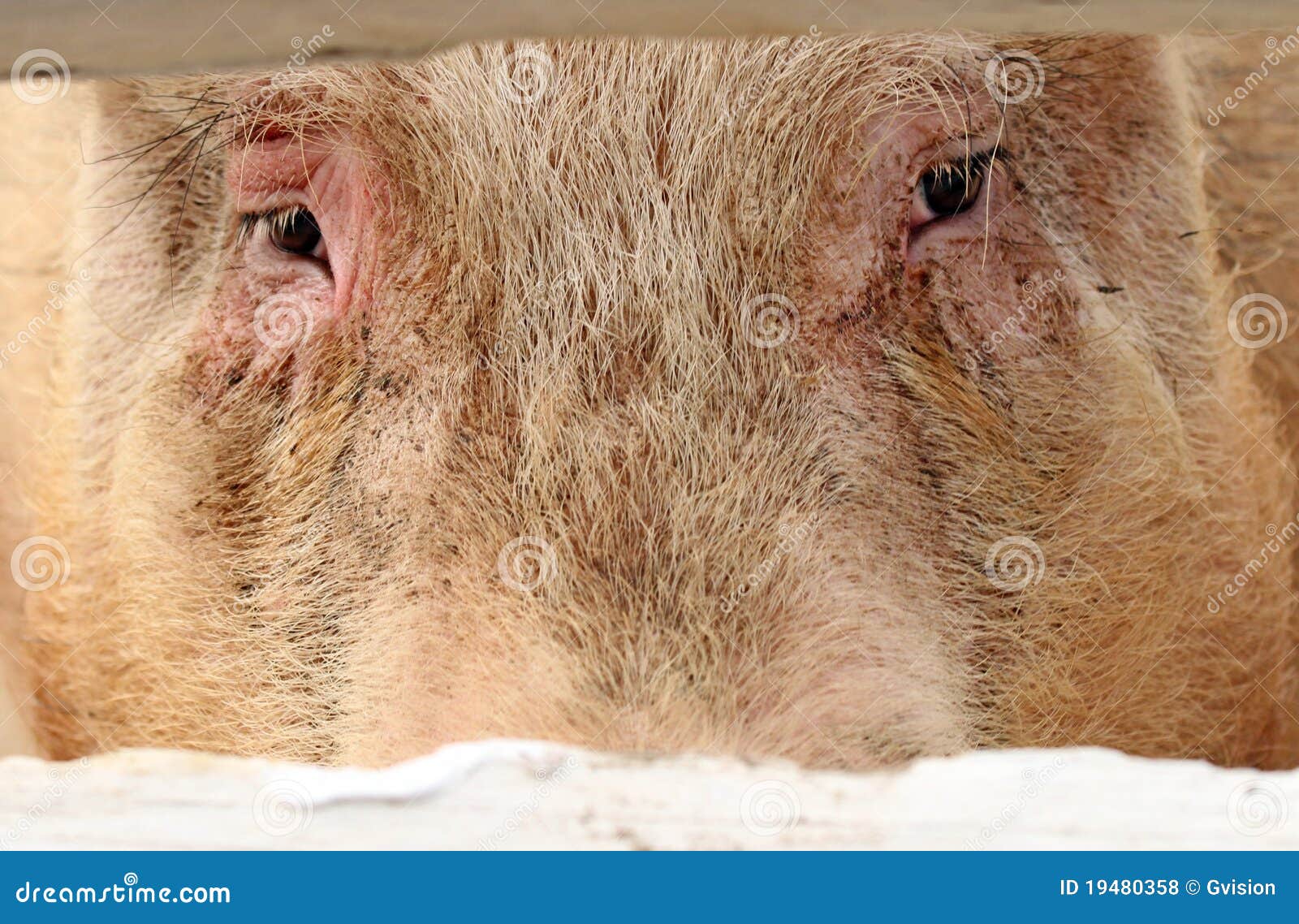 Pig Eyes Royalty Free Stock Photos - Image: 19480358