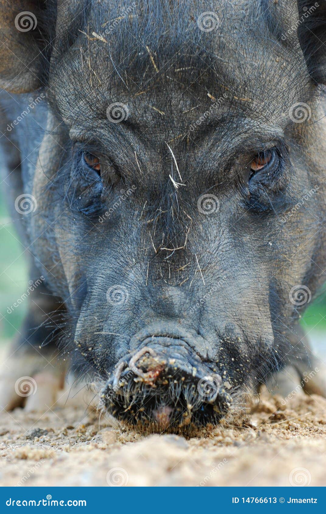Pig Face stock image. Image of glare, belly, stare, eyes - 14766613