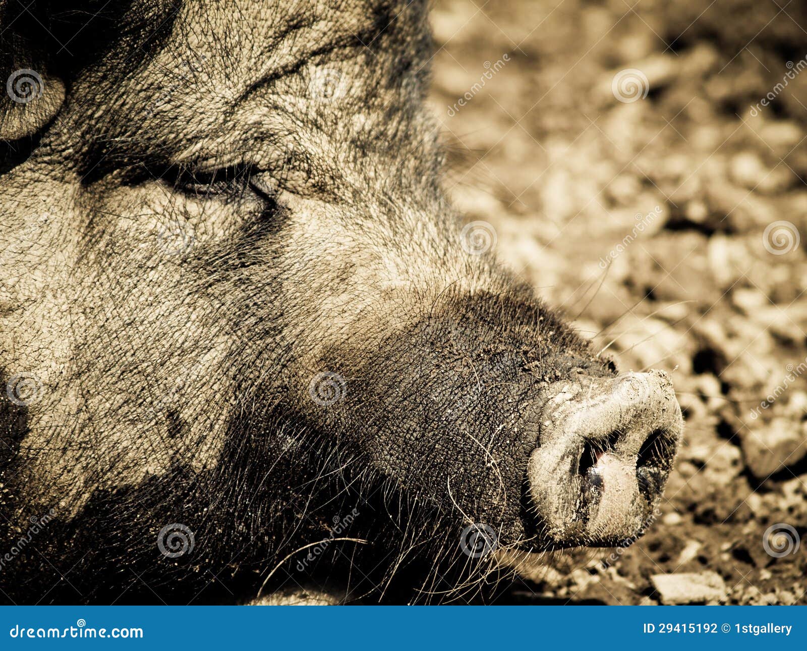 Pig face, detail (4) stock photo. Image of horizontally - 29415192