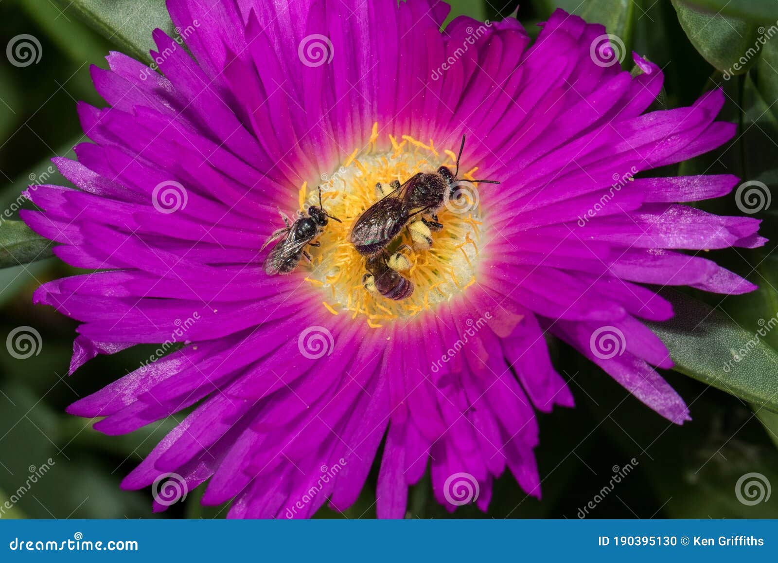 Pig Face and native bees stock photo. Image of australia - 190395130