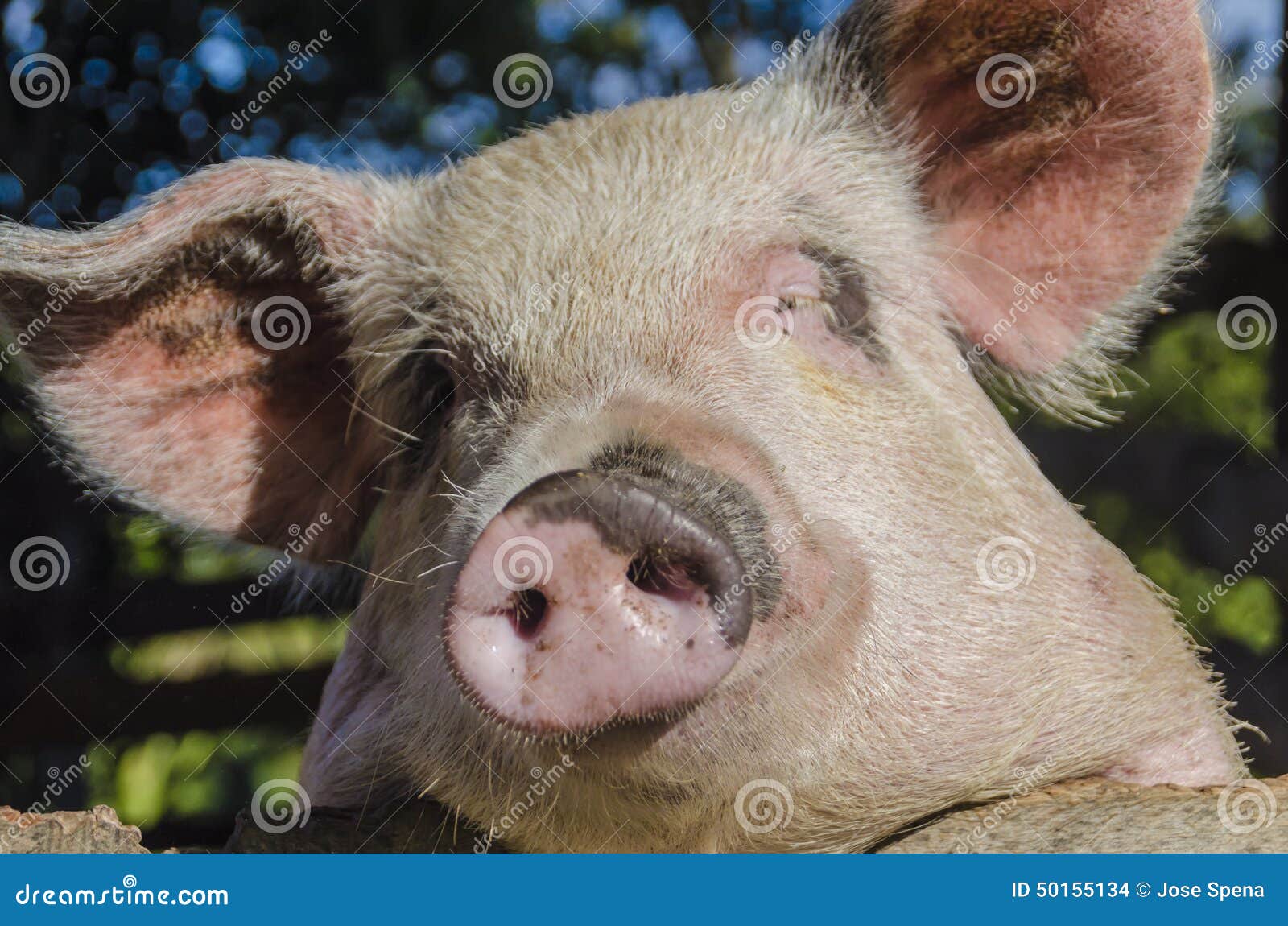Pig face 1 stock photo. Image of skin, high, close, farming - 50155134