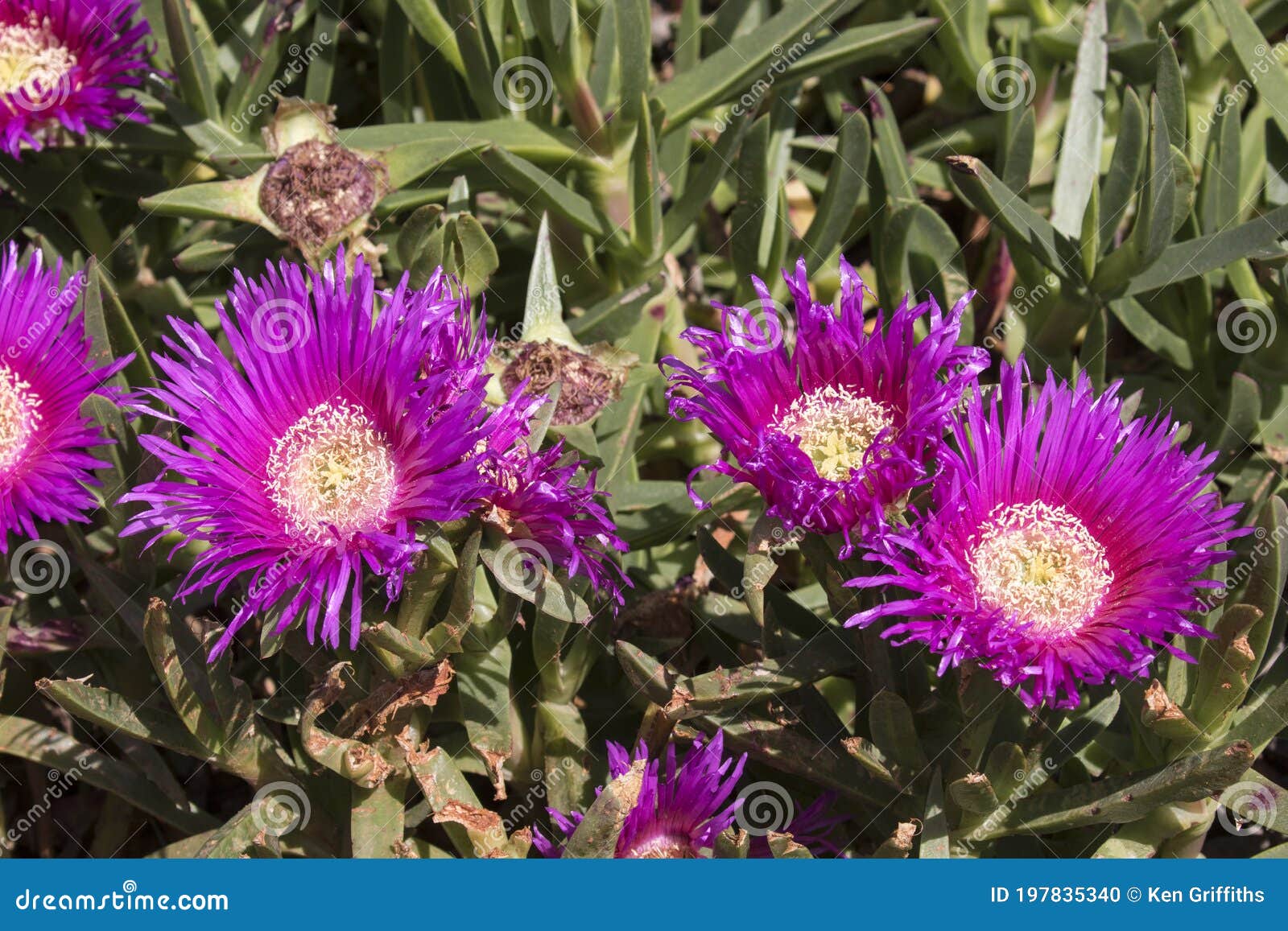 Pig Face plants stock photo. Image of succulent, carpobrotus - 197835340