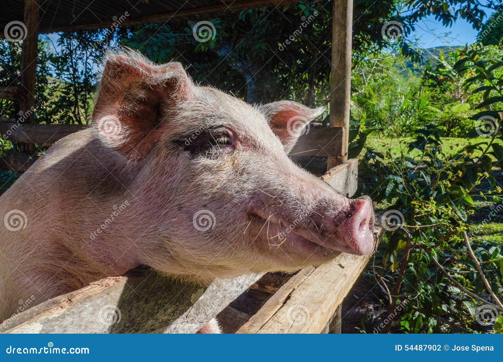 Pig face side stock photo. Image of black, face, close - 54487902