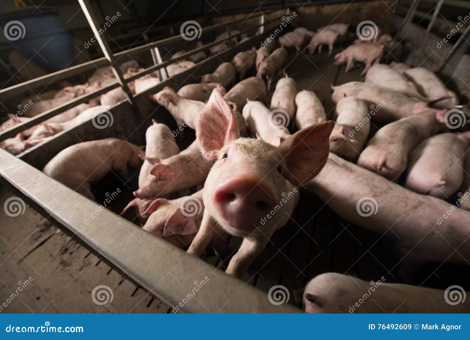 Pig at factory stock image. Image of nature, natural - 76492609