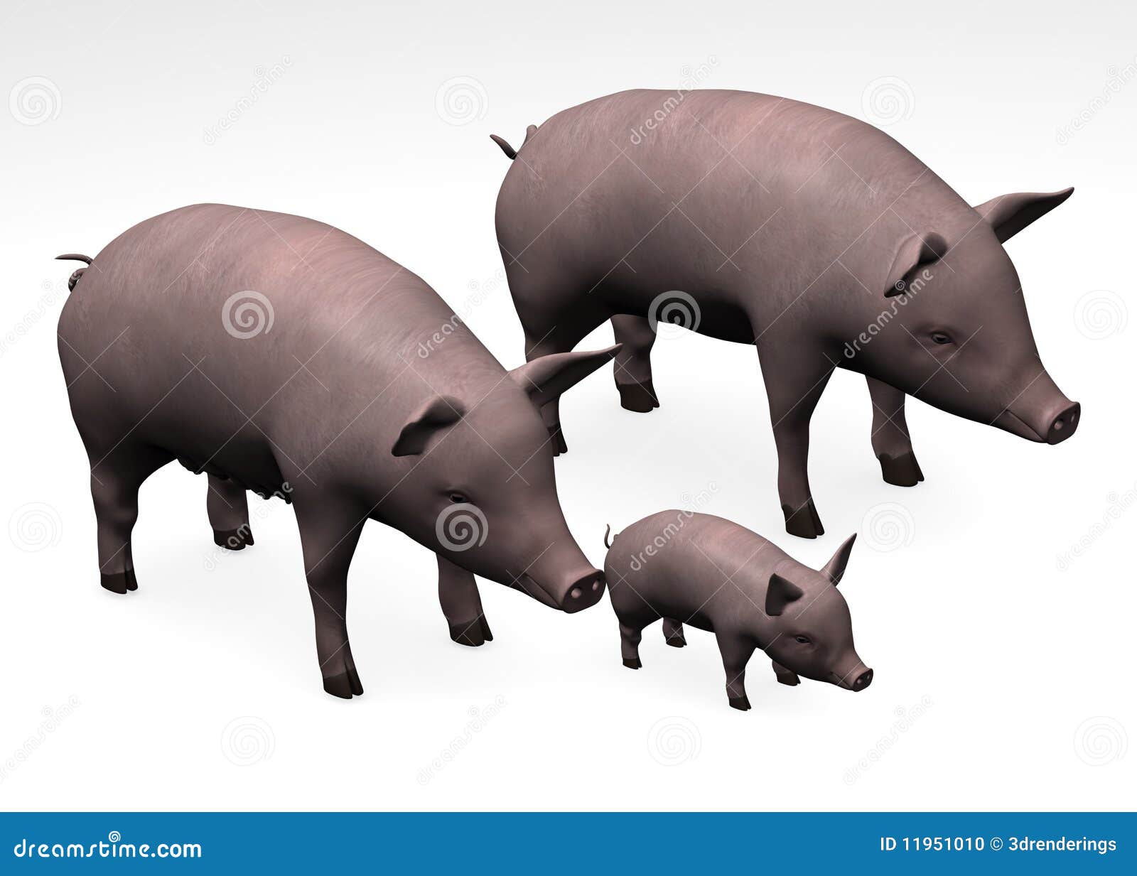 Pig family stock illustration. Illustration of family - 11951010