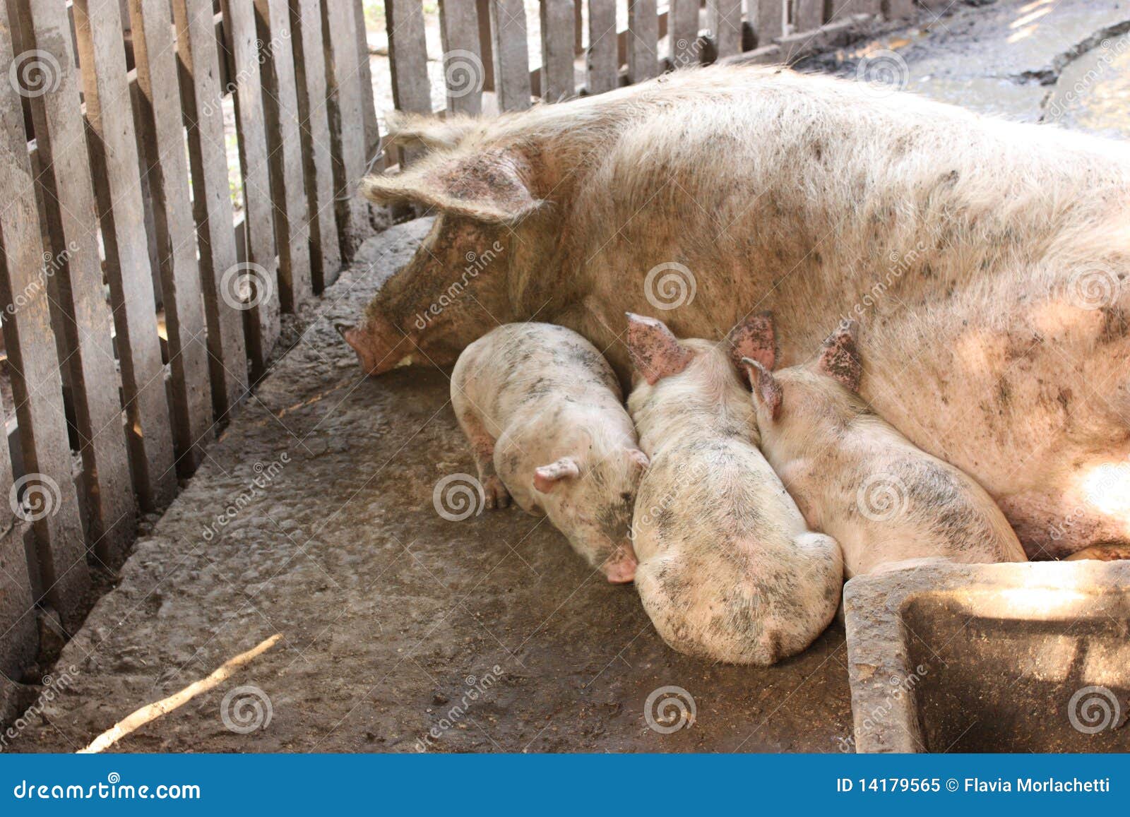 Pig family stock image. Image of adorable, farm, family - 14179565
