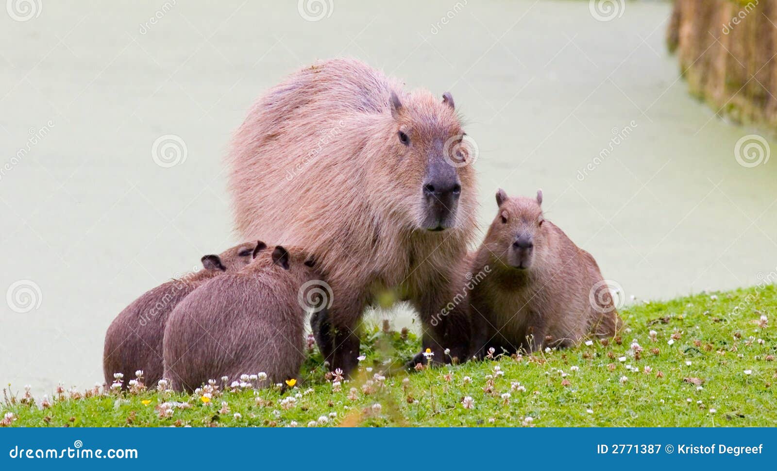 Pig family stock image. Image of grass, environment, hairy - 2771387