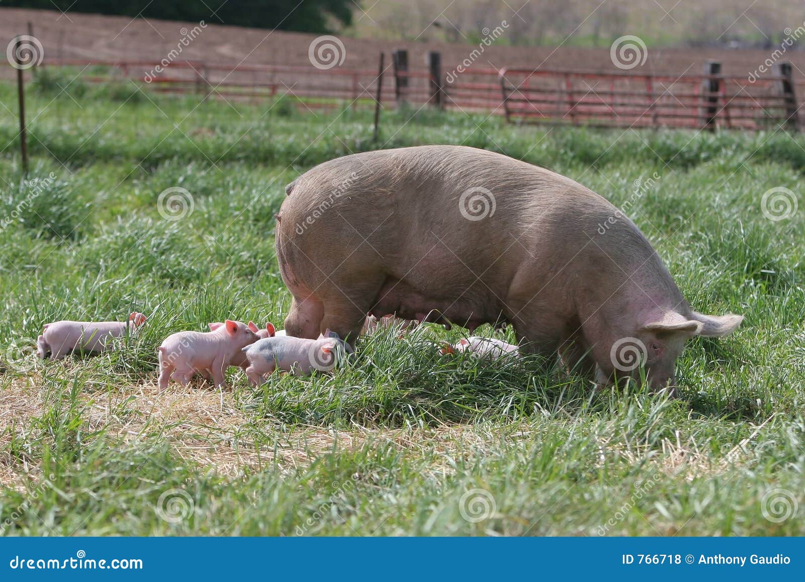 Pig family stock photo. Image of piglet, family, pigs, farm - 766718