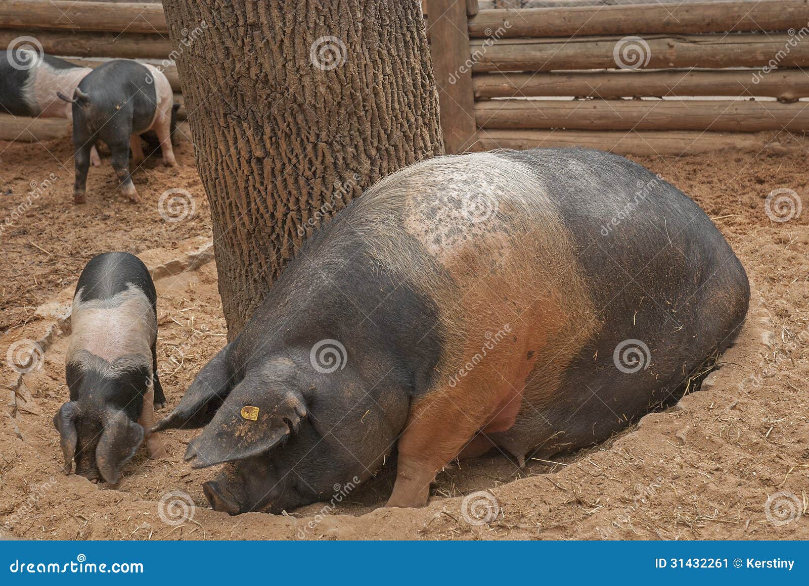 Pig family stock image. Image of striped, mammal, skin - 31432261