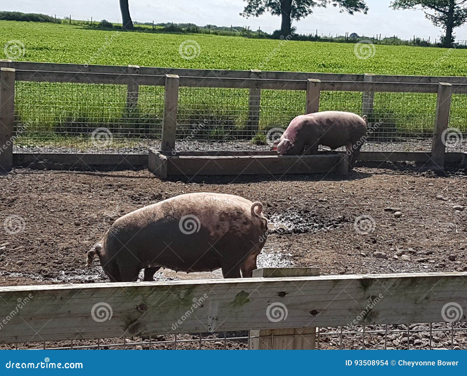 Pig Family stock photo. Image of drinking, together, family - 93508954