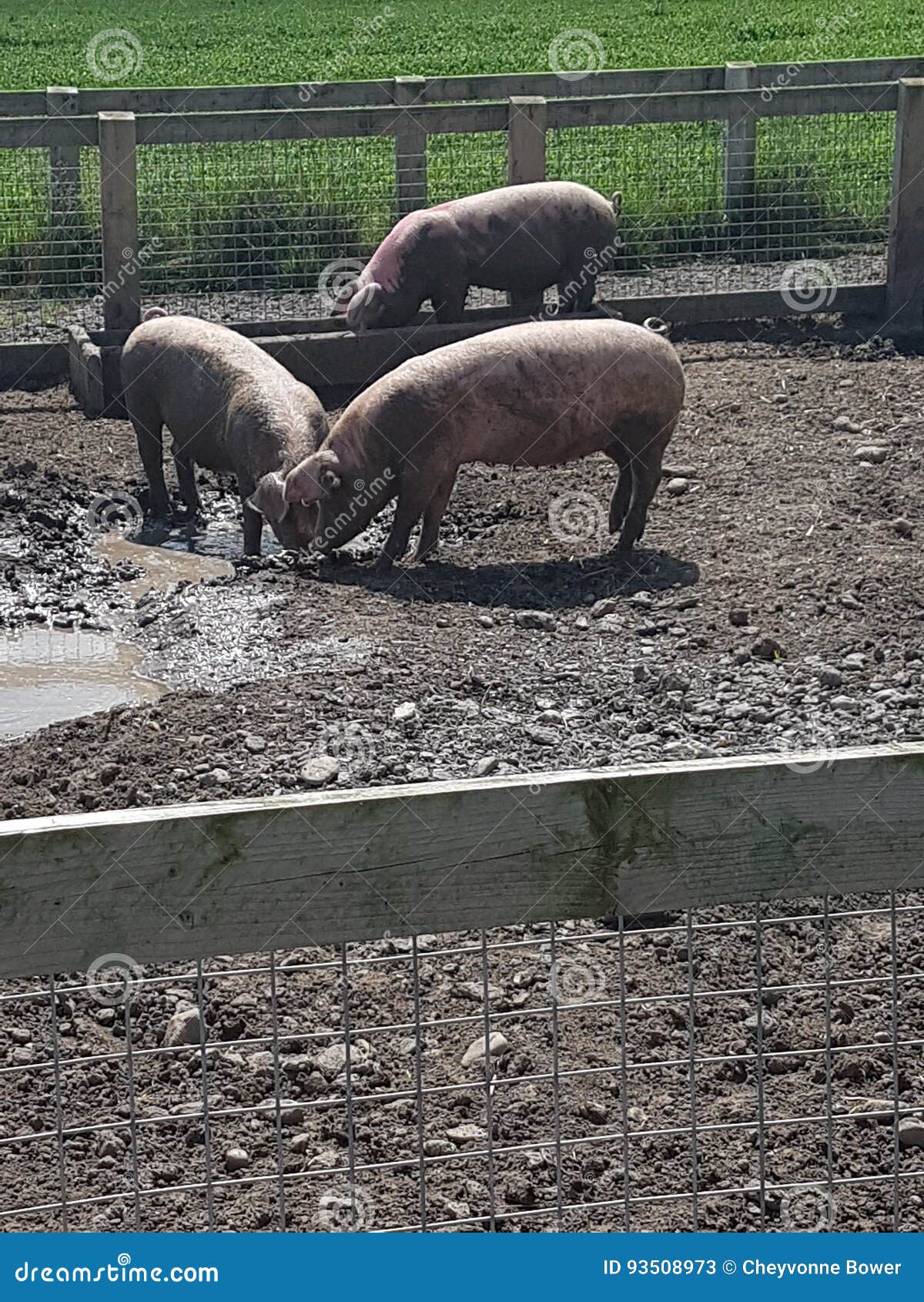 Pig Family stock image. Image of snout, farm, pasture - 93508973