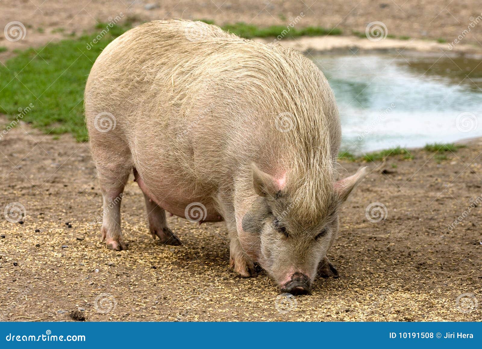 Pig on farm stock photo. Image of nature, farm, grass - 10191508