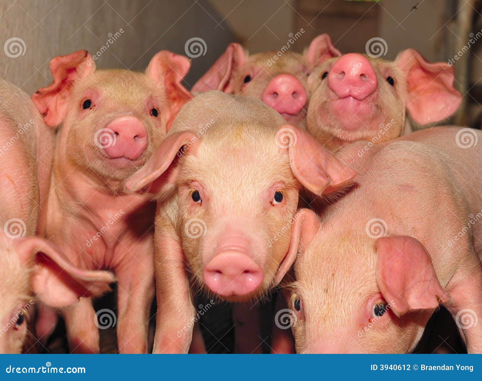 Pig Farm stock photo. Image of adorable, cute, agriculture - 3940612