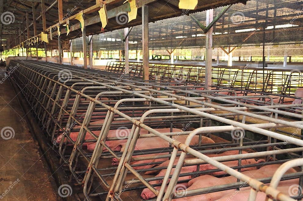 Pig Farm stock image. Image of livestocks, adorable, omnivores - 4144397