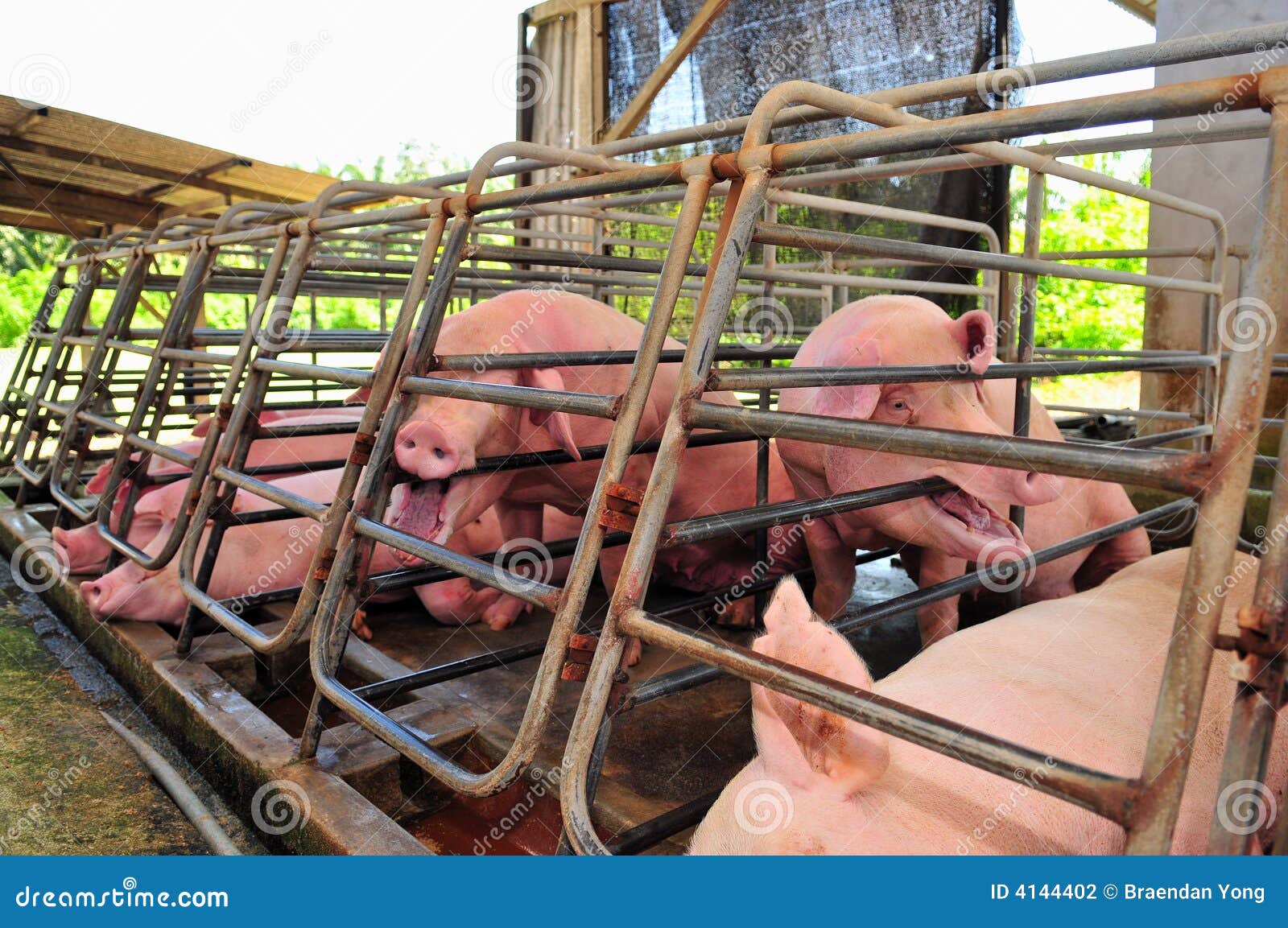 Pig Farm stock photo. Image of farm, livestocks, cute - 4144402