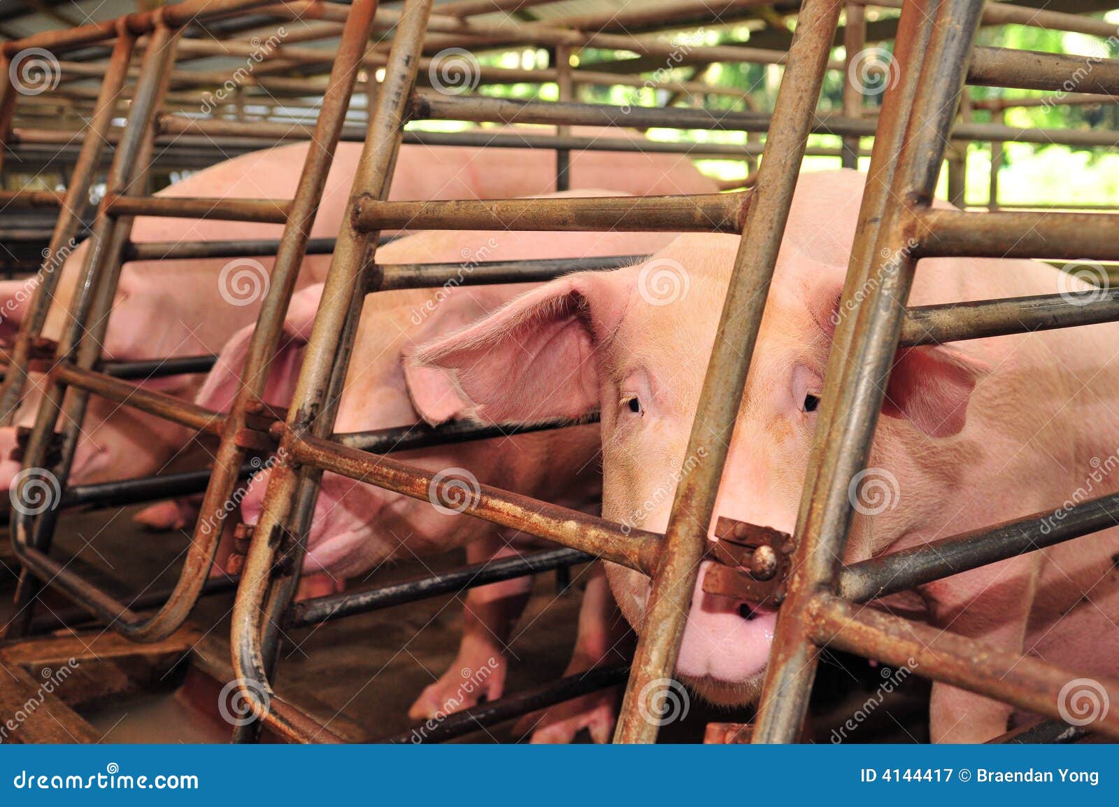 Pig Farm stock image. Image of hogs, agriculture, animal - 4144417