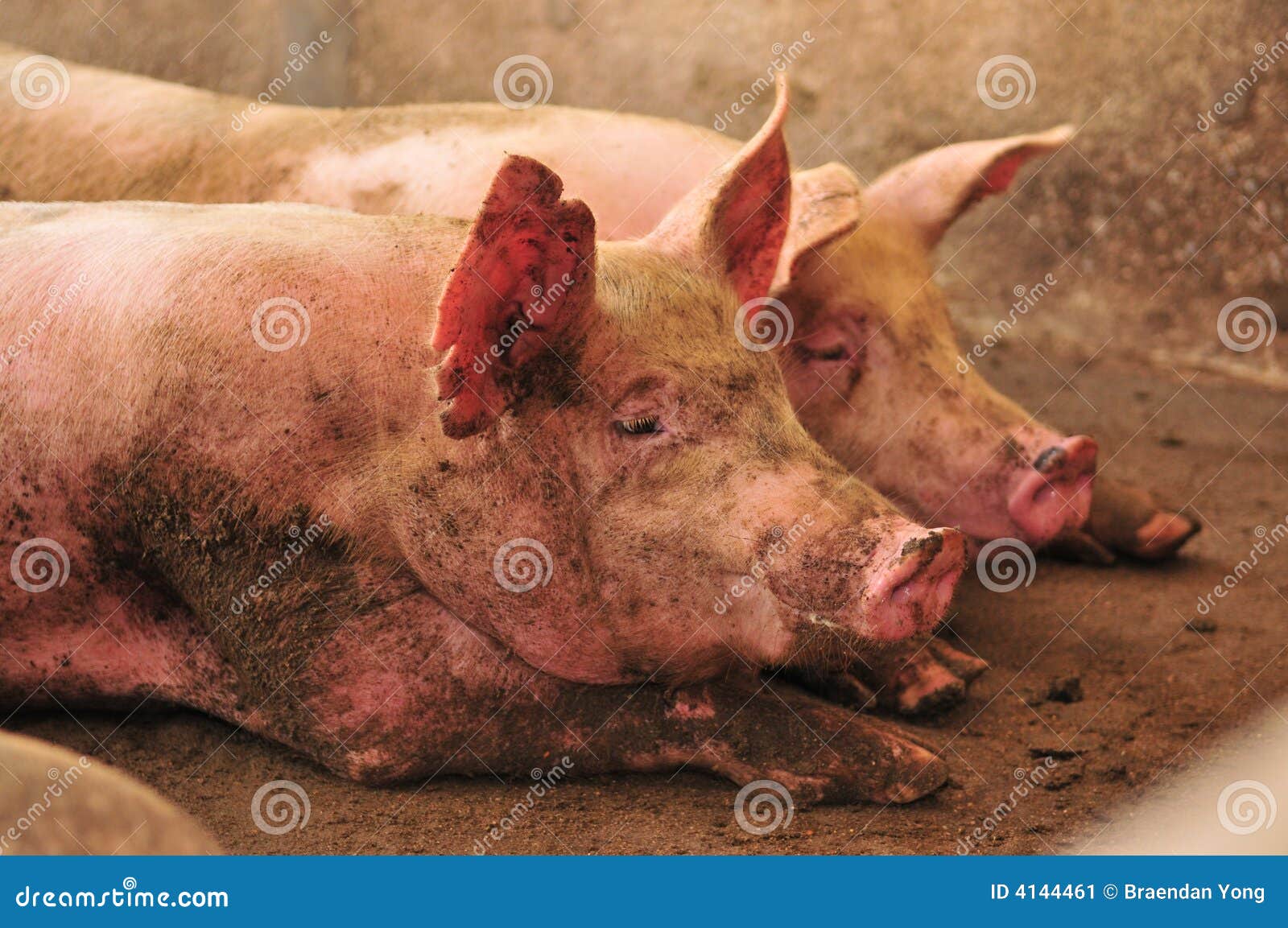 Pig Farm stock image. Image of agriculture, baby, breeding - 4144461