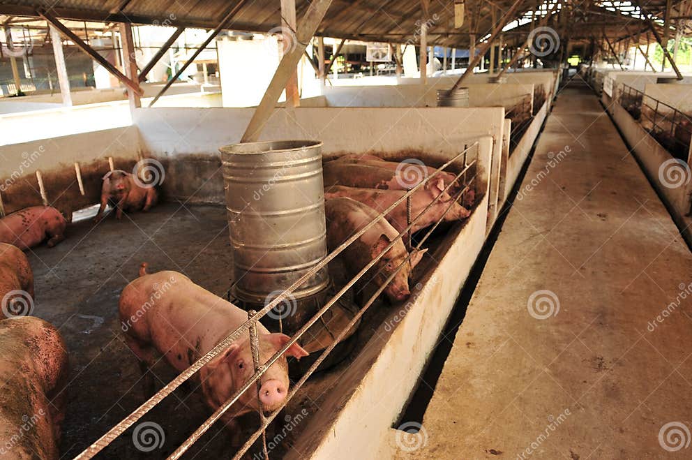 Pig Farm stock image. Image of cute, agriculture, animal - 4144547