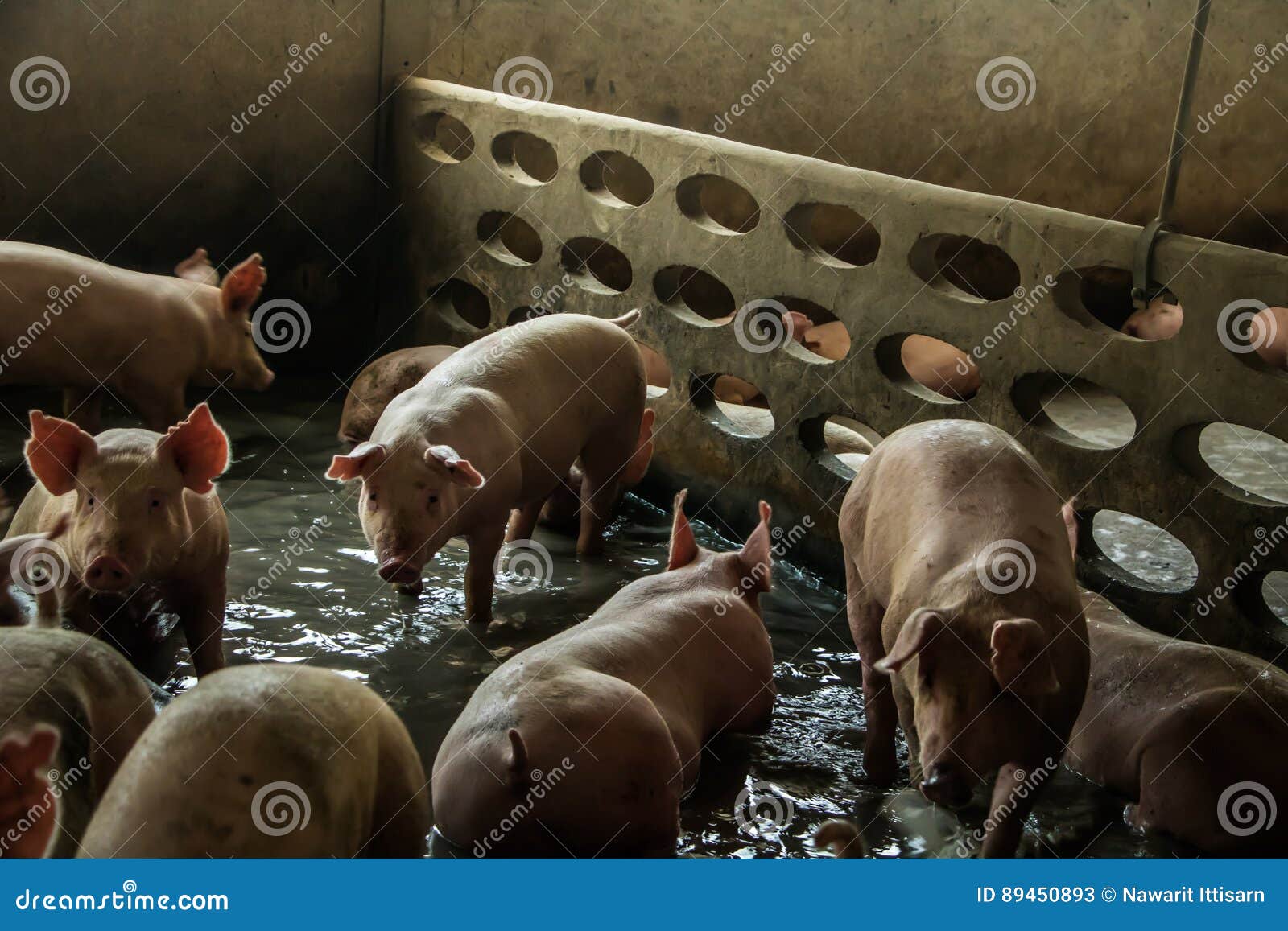 A pig stock image. Image of piggy, farming, livestock - 89450893